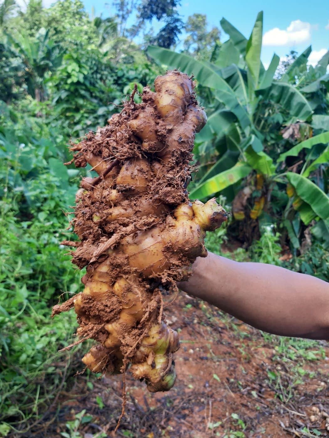 Caring for creation goes both ways: Resting and Belenea's lockdown ...