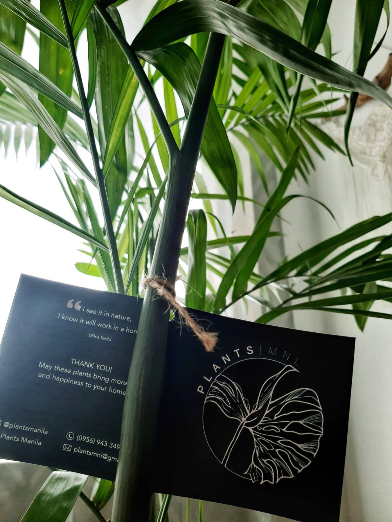 Plantitas and Plantitos Unite! Re-Cultivating a Sense of Awe and Wonder ...