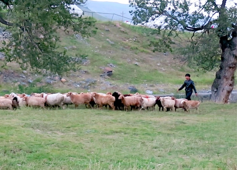 My Father's Sheep - OMF Southern Africa
